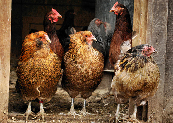 Heirloom Poultry, I Love You | Food Renegade