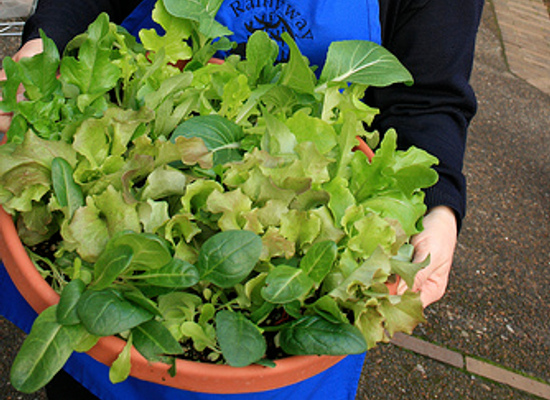 Container Gardening: Growing Salad Bowls | Food Renegade