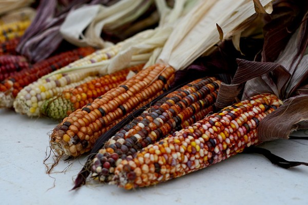 Mexico Temporarily Bans GMO Corn | Food Renegade