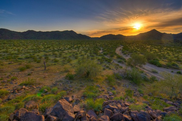 How to Green the World’s Deserts: Reversing Desertification with Grass ...